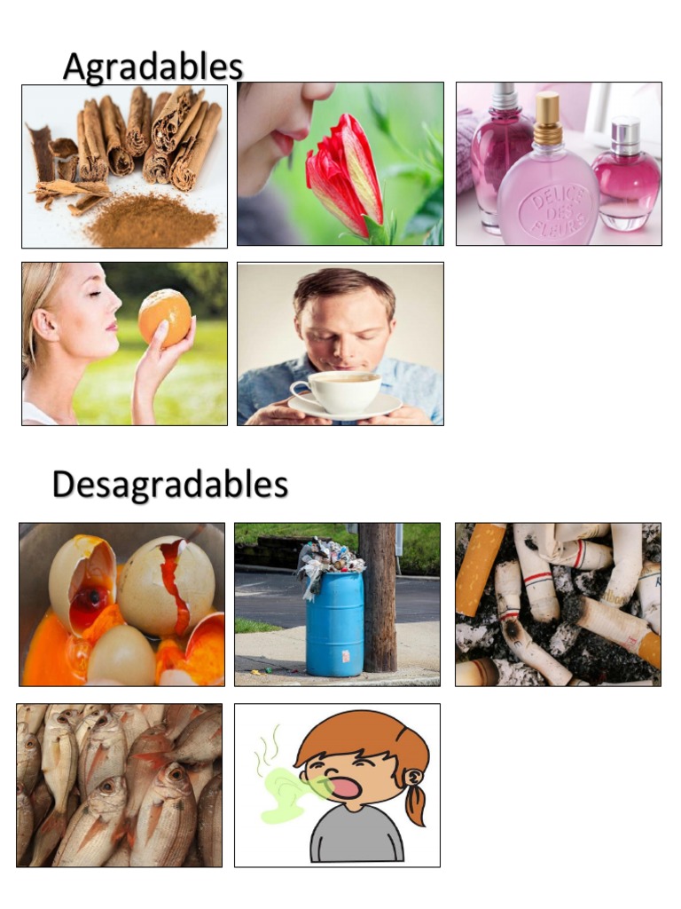 Olores Agradables y Desagradable | PDF