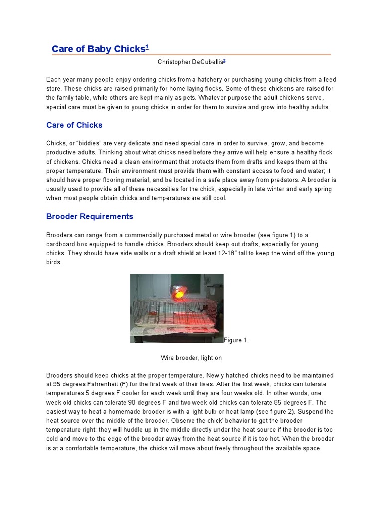 Raising Healthy Baby Chicks | PDF | Chicken | Birds