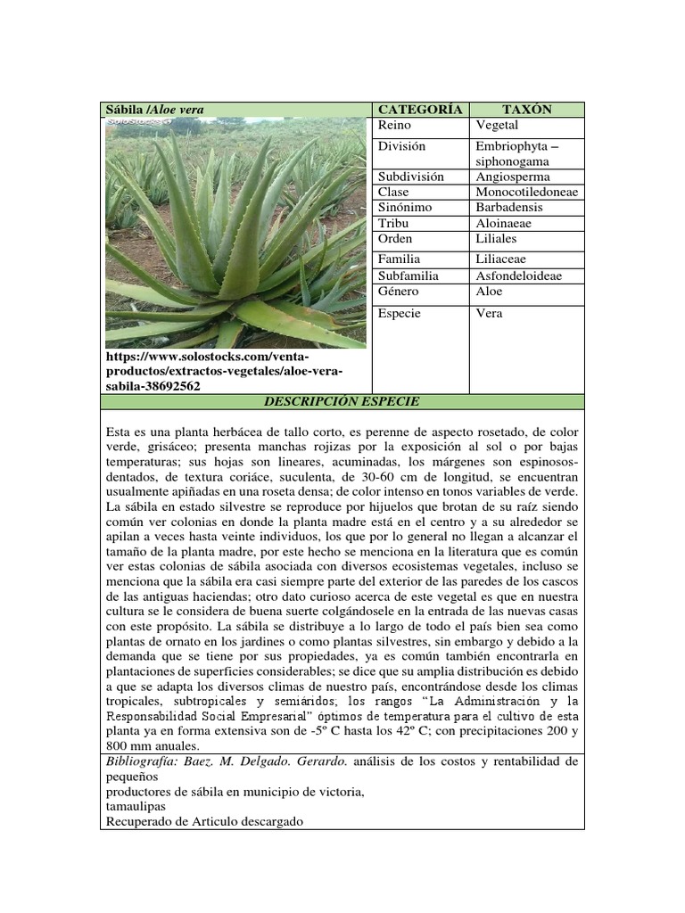 Sábila | PDF | Plantas | Organismos