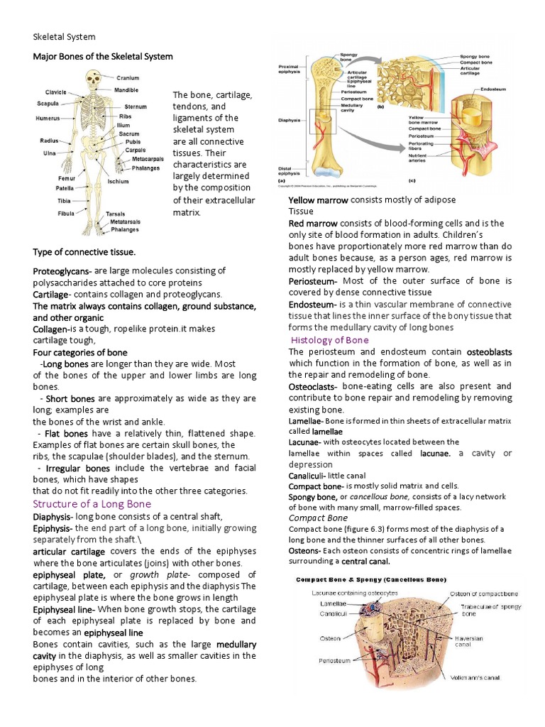 Skeletal System | Download Free PDF | Skeleton | Bone