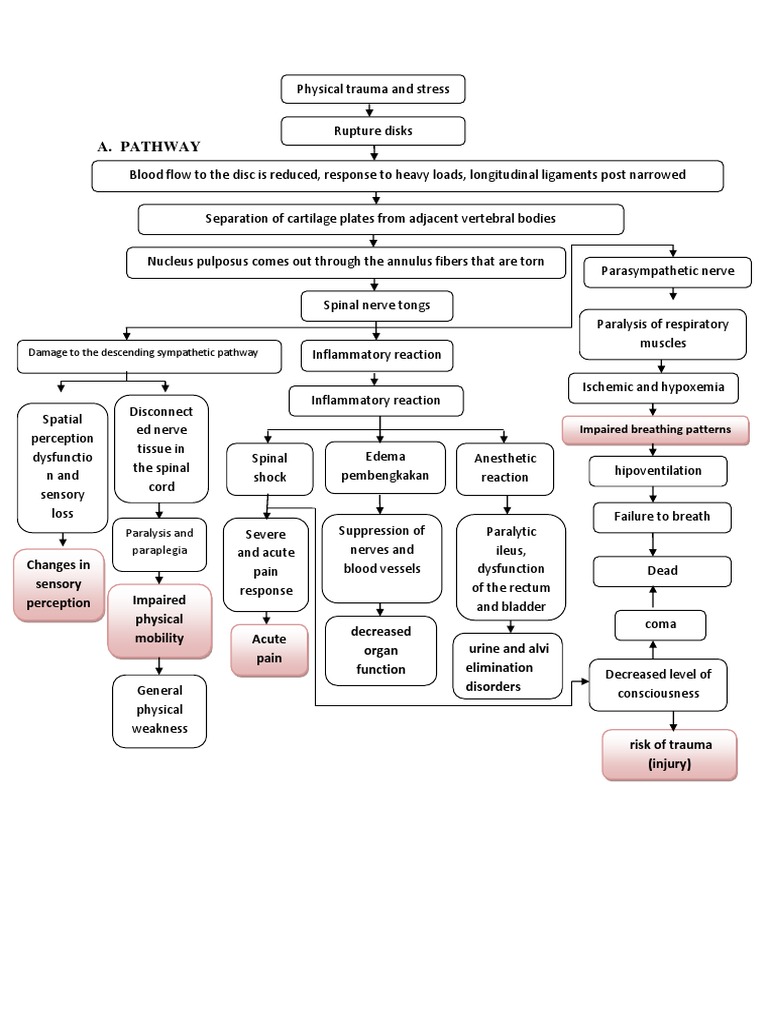 PATHWAY HNP English | PDF | Nerve | Nervous System