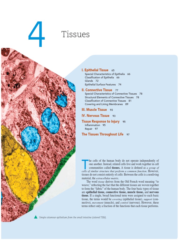 Elaine N Marieb - CH 4 - Tissues - Pearson | PDF | Epithelium | Tissue ...
