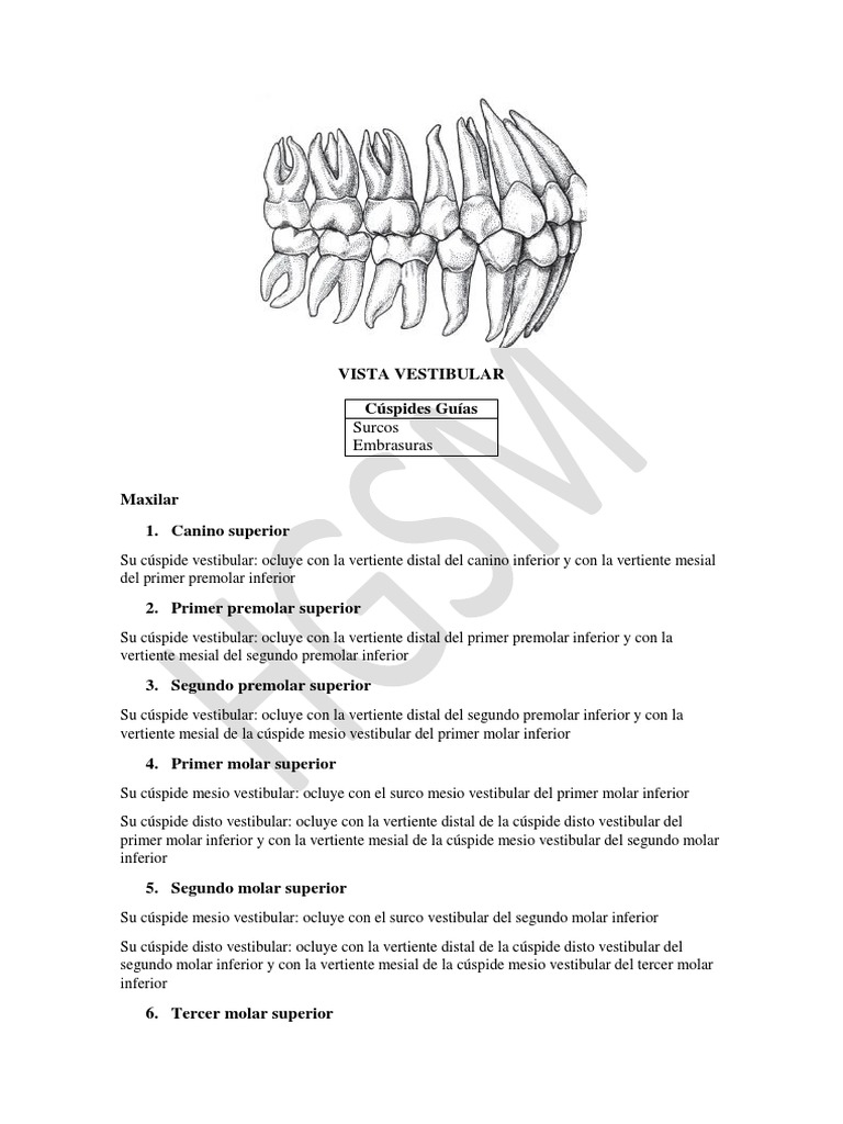 Vista Vestibular | PDF | Anatomia dental | Boca