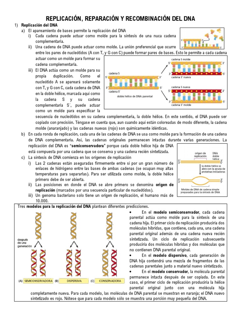 Replicación, reparación y recombinación del ADN: los mecanismos fundamentales de la duplicación ...