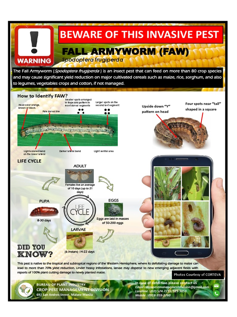 Faw Poster PDF | PDF | Insects | Insects And Humans