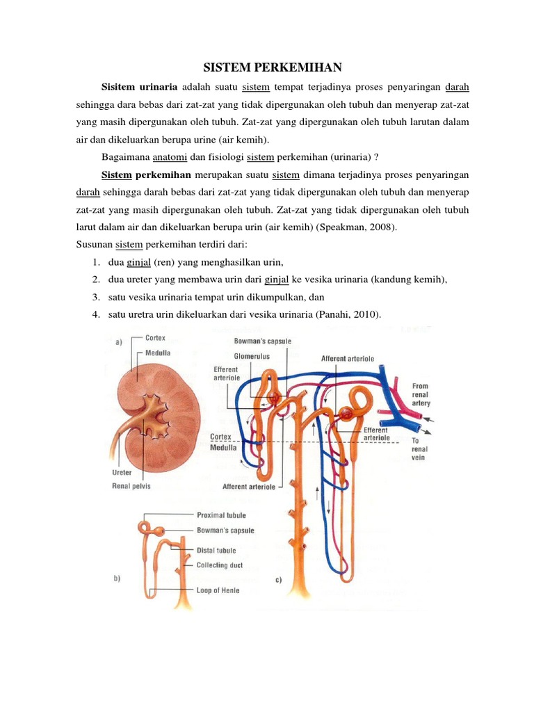 Sistem Perkemihan | PDF