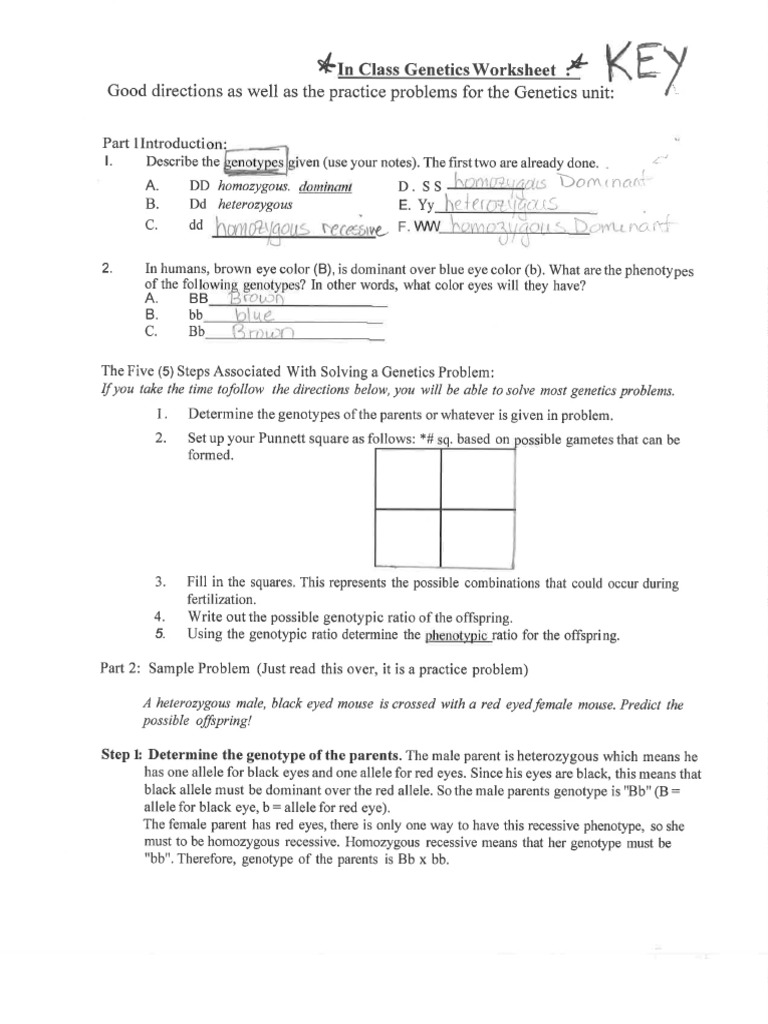 Genetics Worksheet Inclass KEY | PDF