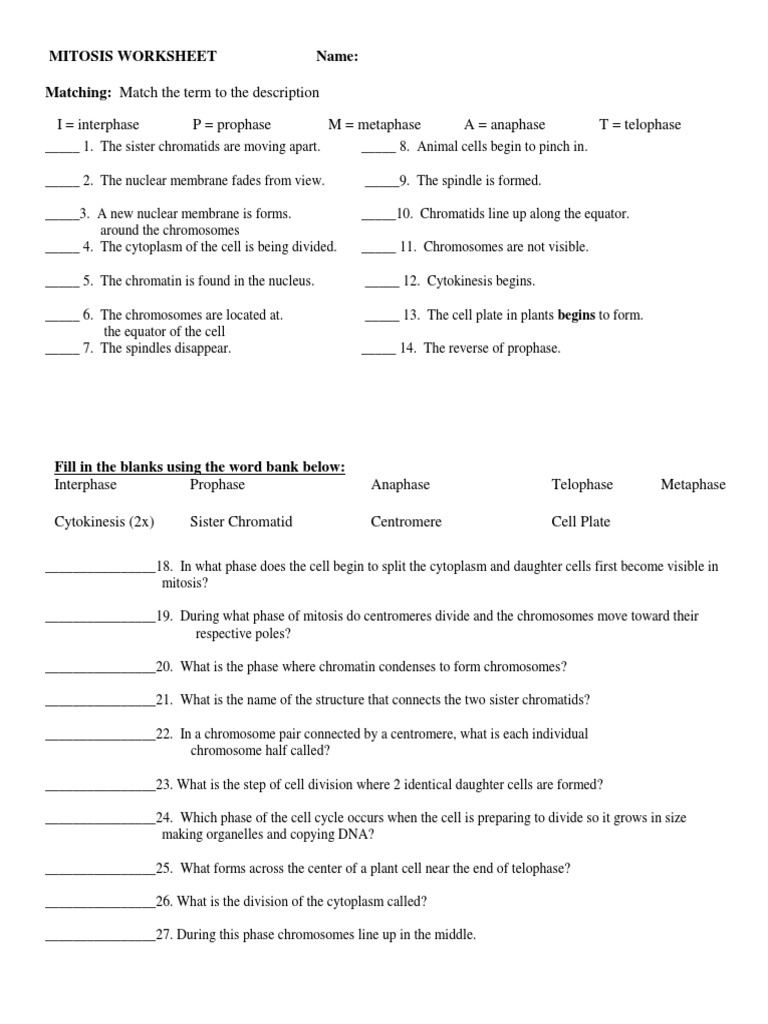 Mitosis Worksheet | PDF | Mitosis | Biological Processes