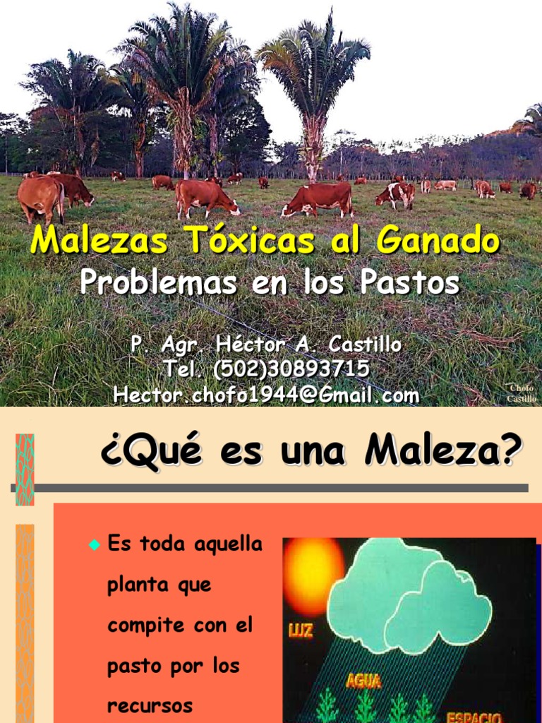 Malezas Tóxicas de Pasturas 2020 - 1 | PDF | Vacas | Hoja