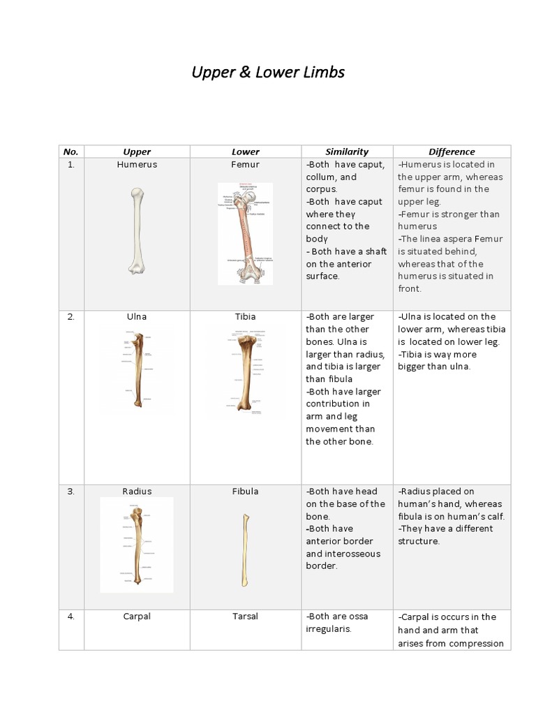 Similarity & Difference Anatomy | PDF | Hand | Human Leg