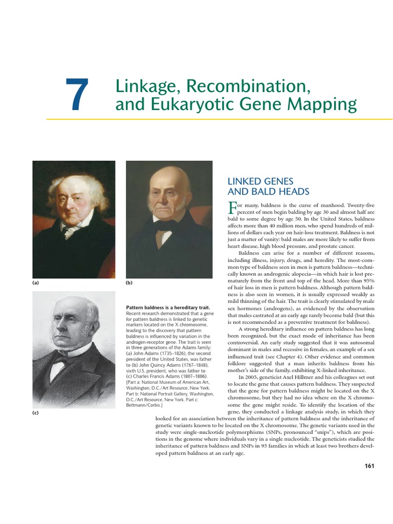 Baldness and Gene Linkage | PDF | Genetic Linkage | Zygosity