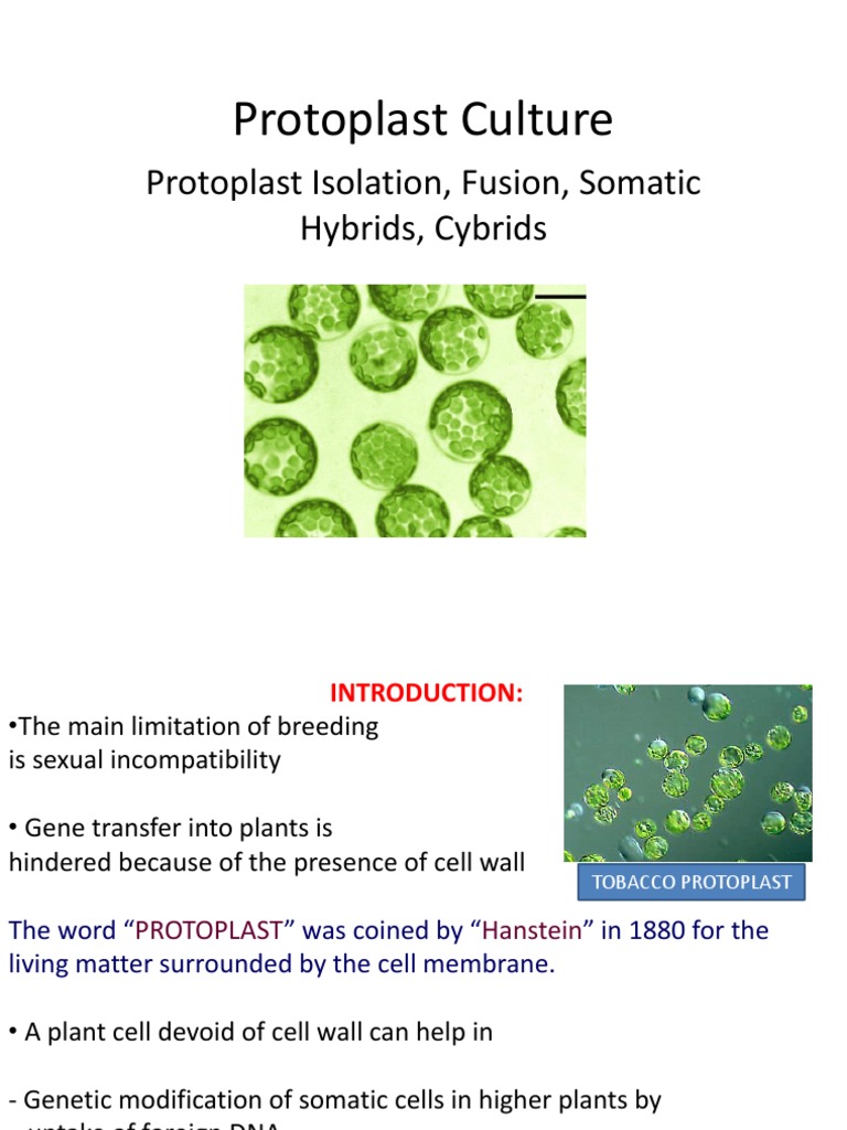 Protoplast Culture | PDF | Hybrid (Biology) | Ploidy