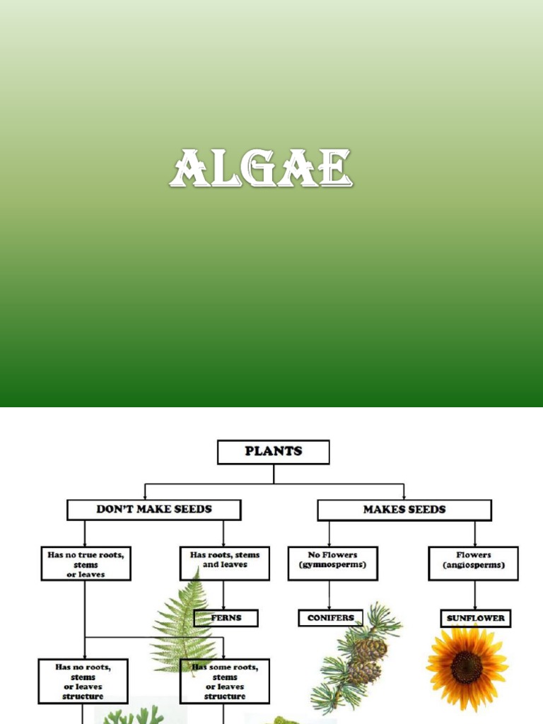 Algae | PDF | Biological Processes | Biological Interactions