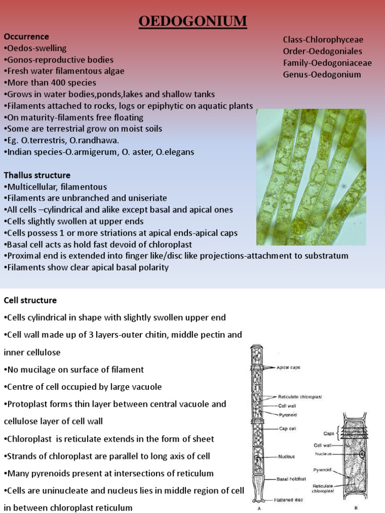 Oedogonium Life Cycle