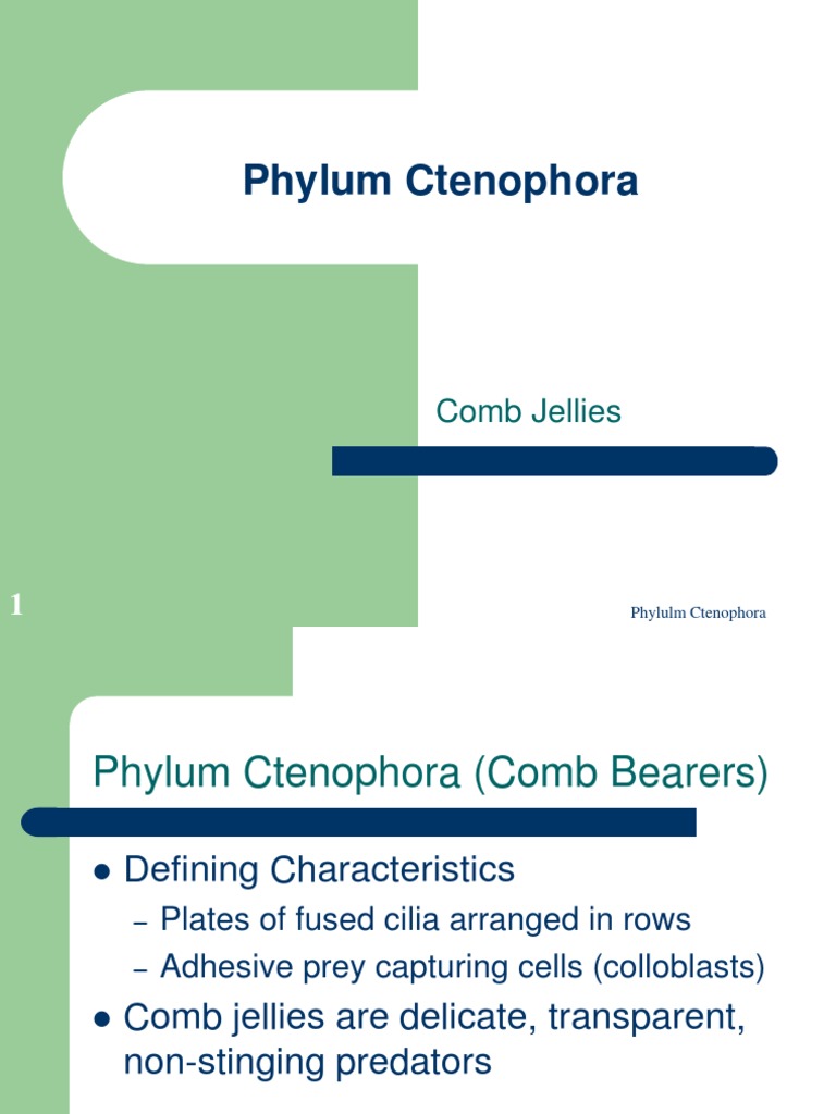 Phylum Ctenophora-1 | PDF | Organisms | Science
