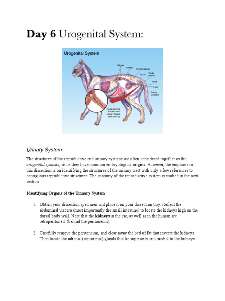 Cat Urogenital System PDF | PDF | Uterus | Urinary Bladder