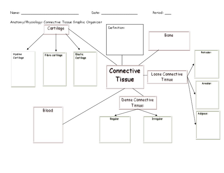 Connective Tissue Graphic Organizer - NO COLOR | PDF