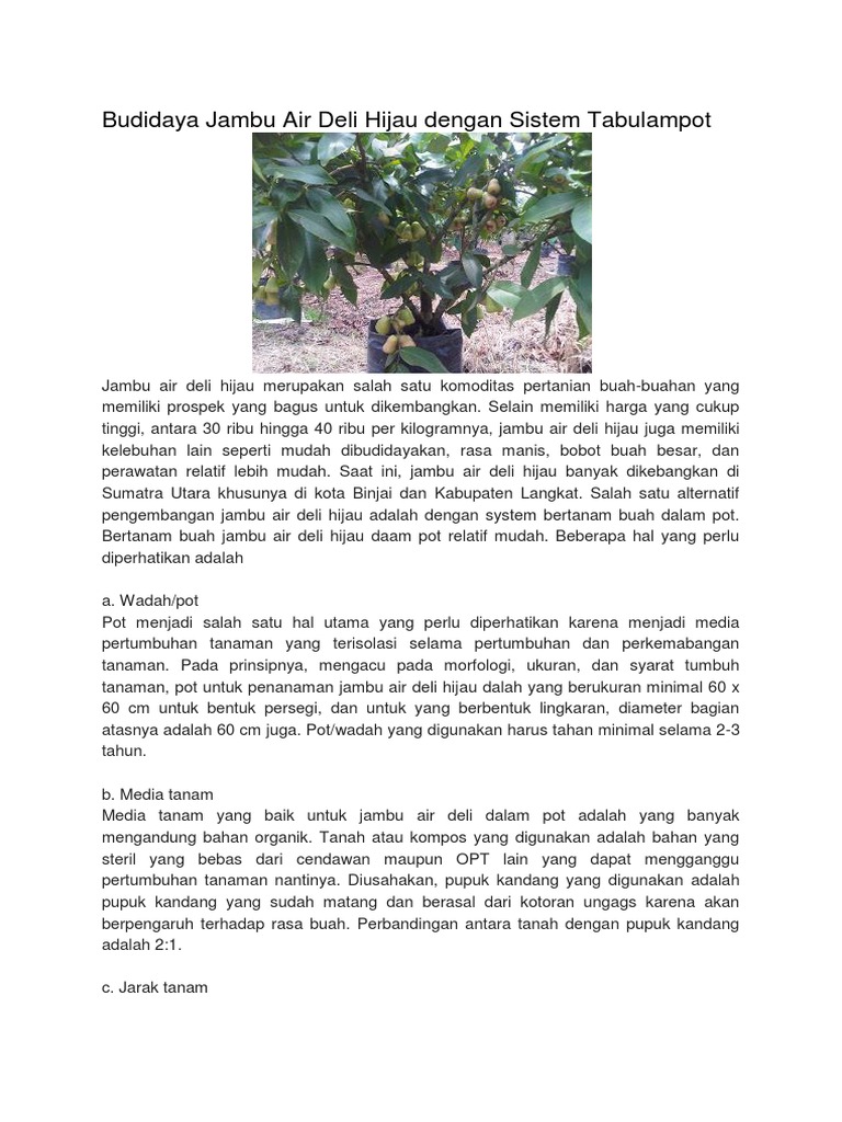Budidaya Jambu Air Deli Hijau Dengan Sistem Tabulampot | PDF