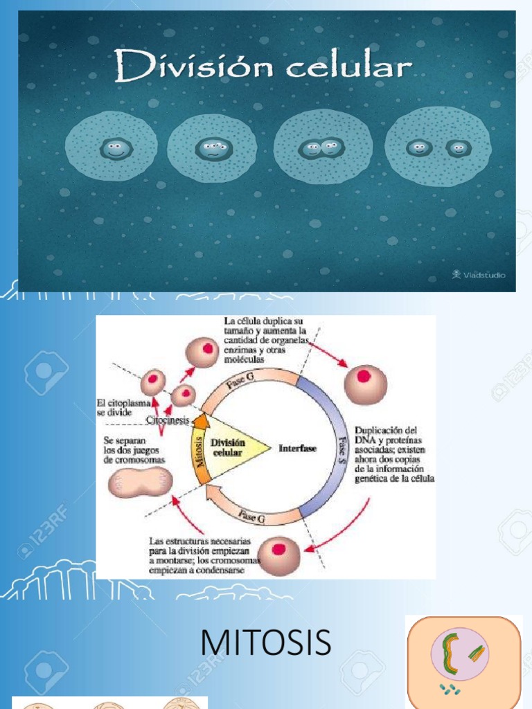 Proceso de División Celular y Genética | PDF