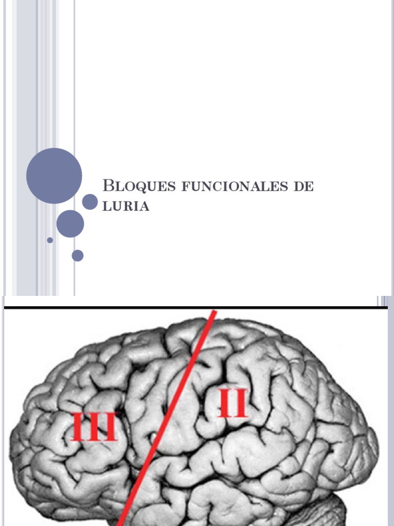 Bloques Funcionales de Luria | PDF | Corteza cerebral | Tálamo