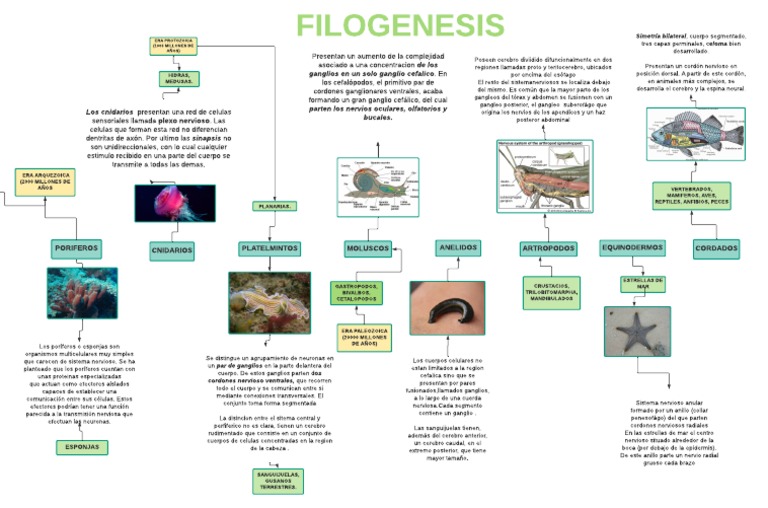 Filogenesis PDF | PDF | Sistema nervioso | Cerebro