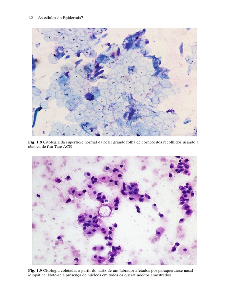 Canine and Feline Skin Cytology-3.en - PT | PDF | Pele | Epitélio