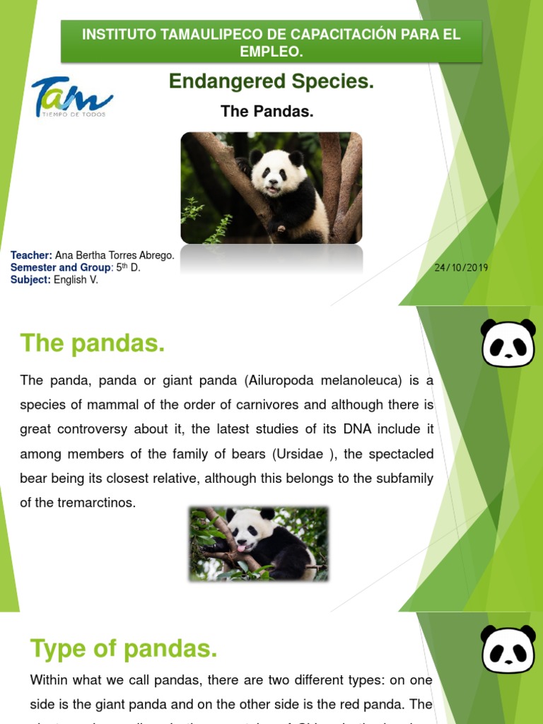 The Pandas | PDF | Giant Panda | Bears