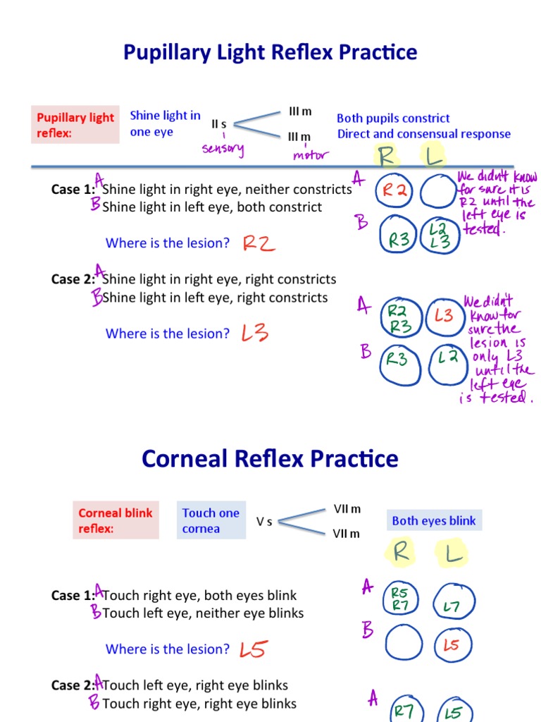 LManley - Neuro LOL - Cranial Nerve Reflex Handout | PDF | Cornea | Eye