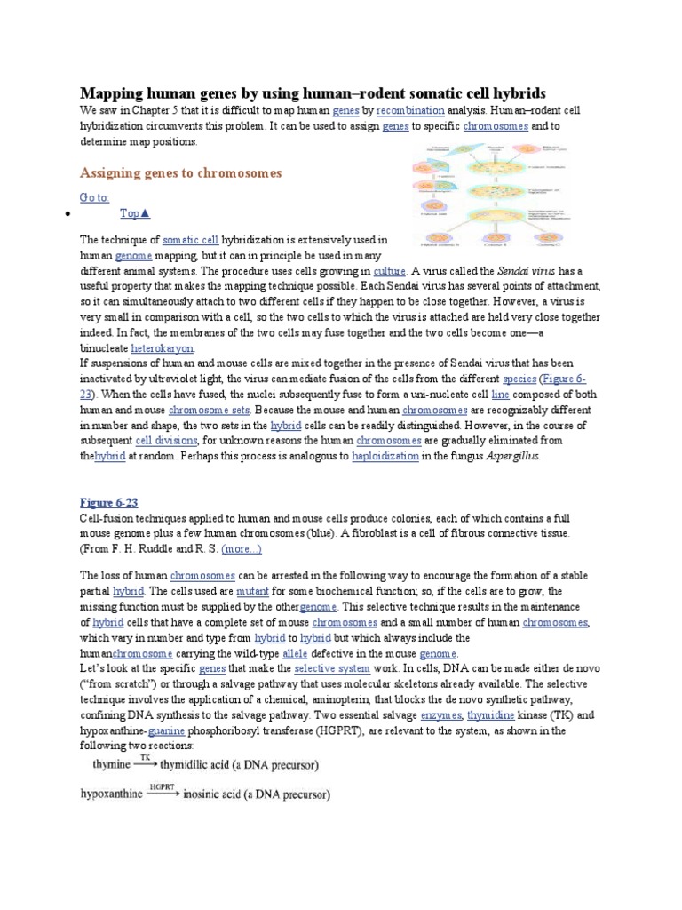 Mapping Human Genes by Using Human-Rodent Somatic Cell Hybrids | PDF ...