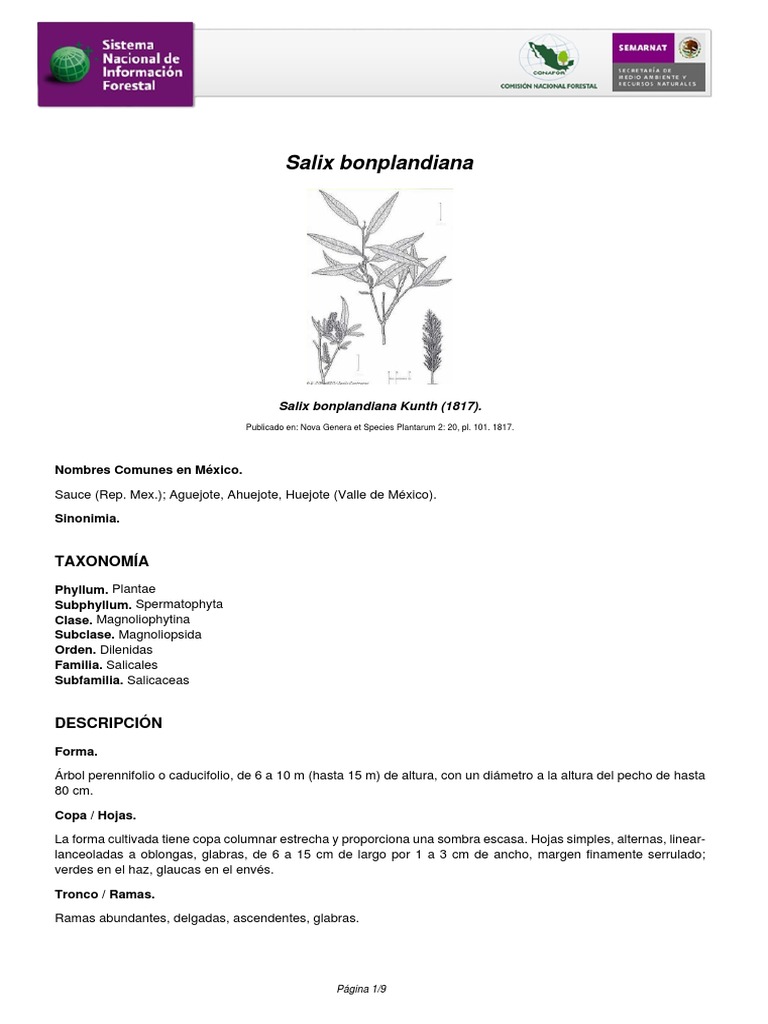 Salixbonplandiana | PDF | Mangle | Arboles