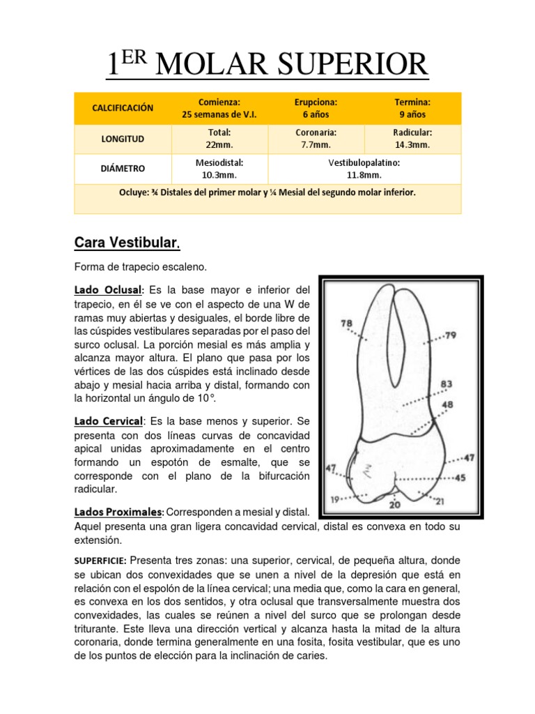 1er Molar Superior | PDF | Diente | Anatomia dental