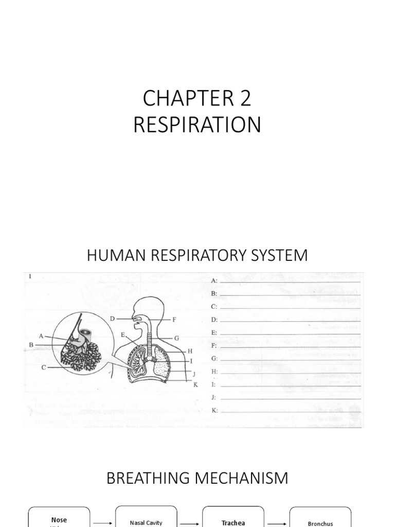 Science Form 3 - Chapter 2 (Respiration) | PDF | Respiratory System | Lung