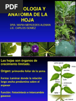 Tejido Conductor Vegetal | PDF | Fisiología de las plantas | Botánica