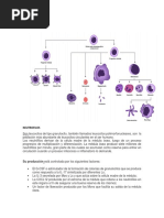 Células de la Línea Mieloide: Origen y Funciones | PDF | Macrófago ...
