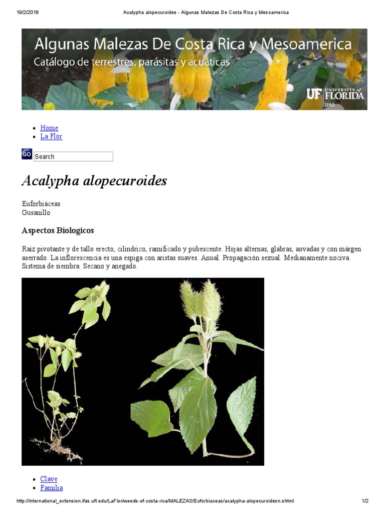 Acalypha Alopecuroides - Algunas Malezas de Costa Rica y Mesoamerica ...