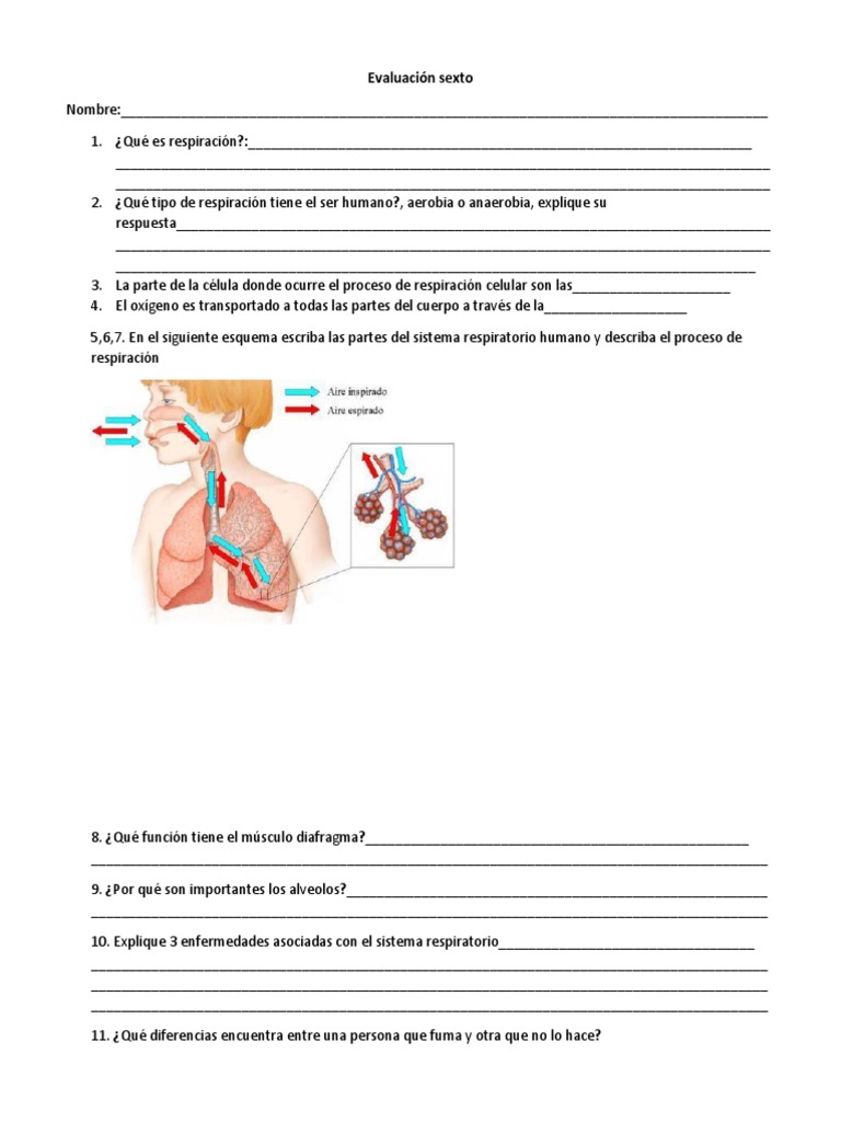 Evaluación de Ciencias Respiratorias | PDF