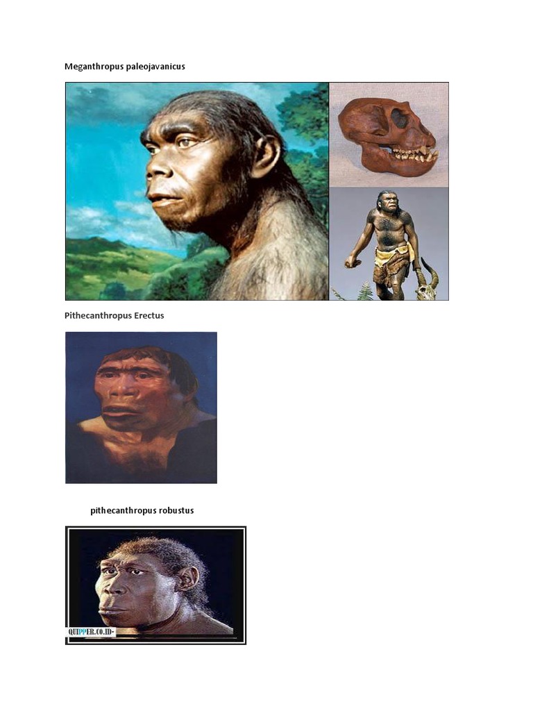 Meganthropus Paleojavanicus | PDF