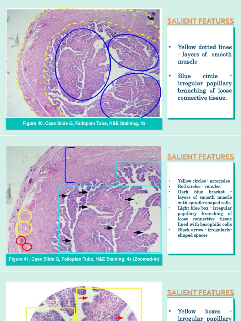 Slides Histo | PDF | Staining | Epithelium