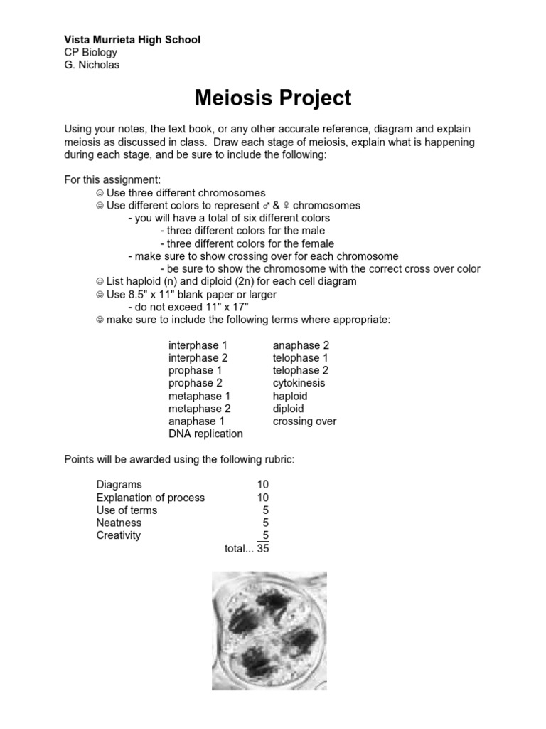 High School Meiosis Project | PDF