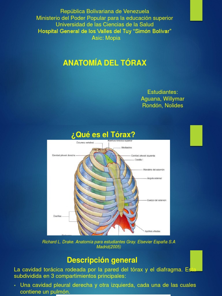 Seminario de Anatomia de Torax | PDF | Tórax | Anatomía humana