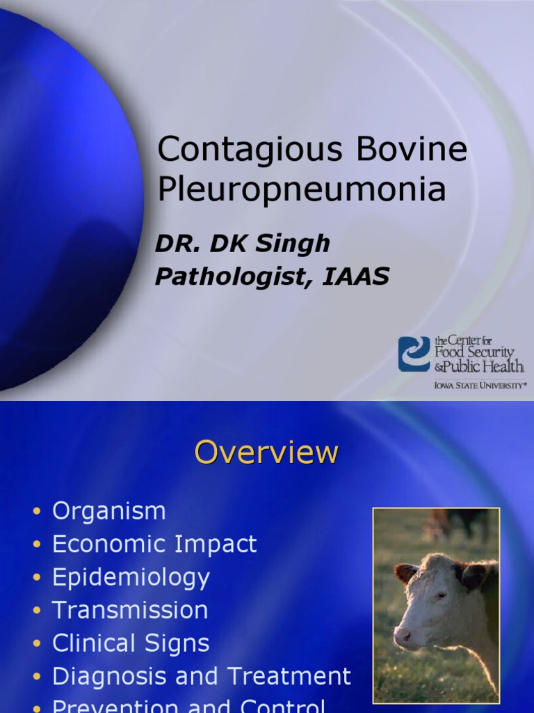 Contagious Bovine Pleuropneumonia: DR. DK Singh Pathologist, IAAS | PDF ...