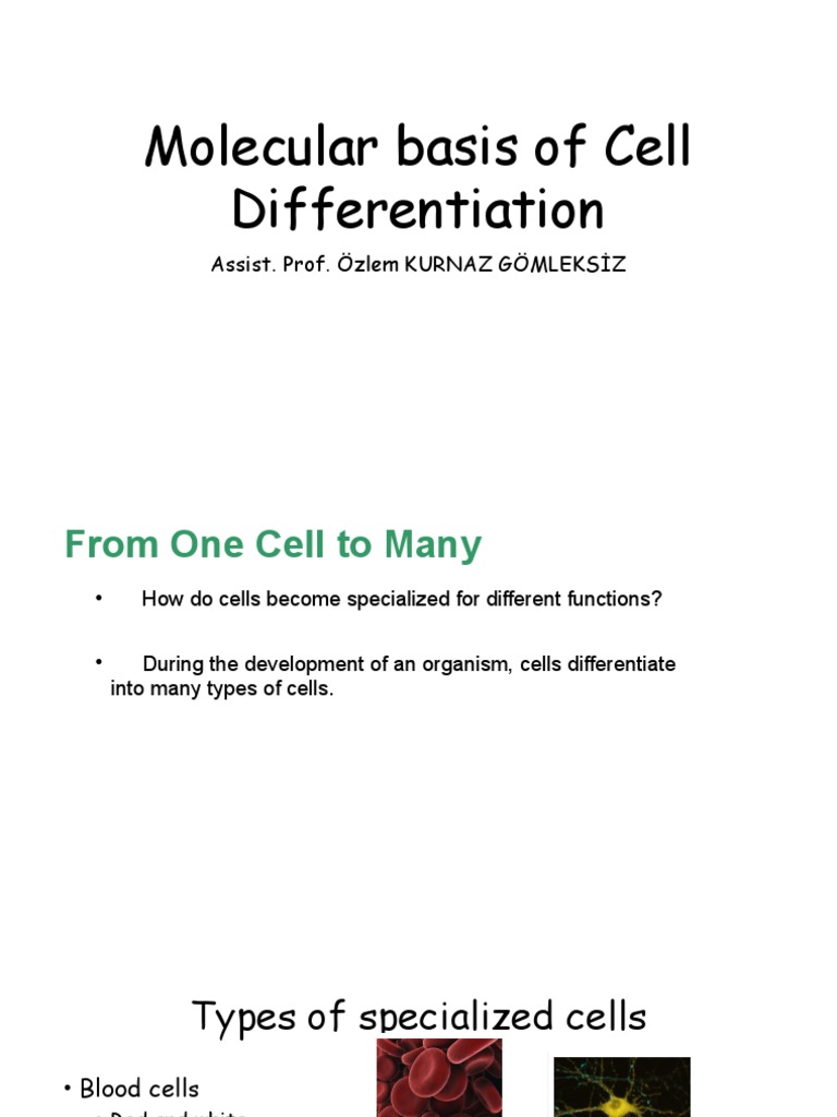 Cell Differentiation | PDF | Cell Potency | Cellular Differentiation