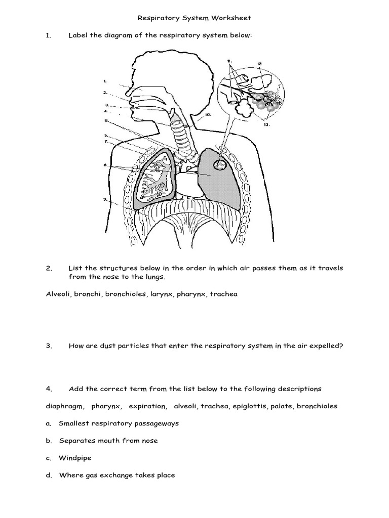 Respiratory System Study Guide | PDF