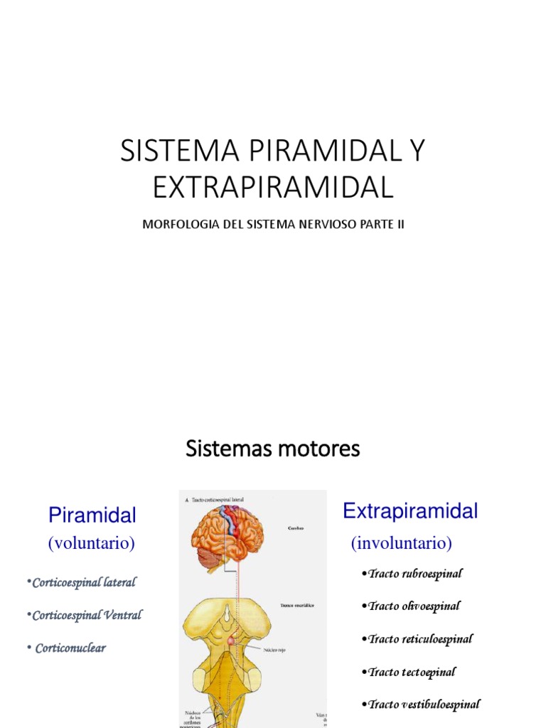 8 Ib Sistema Piramidal y Extrapiramidal | PDF | Neuroanatomía ...