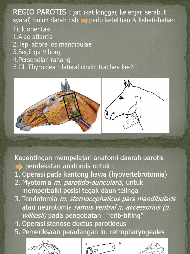 Anatomi Topografi Kepala-Parotis | PDF | Neuroanatomy | Organ (Anatomy)