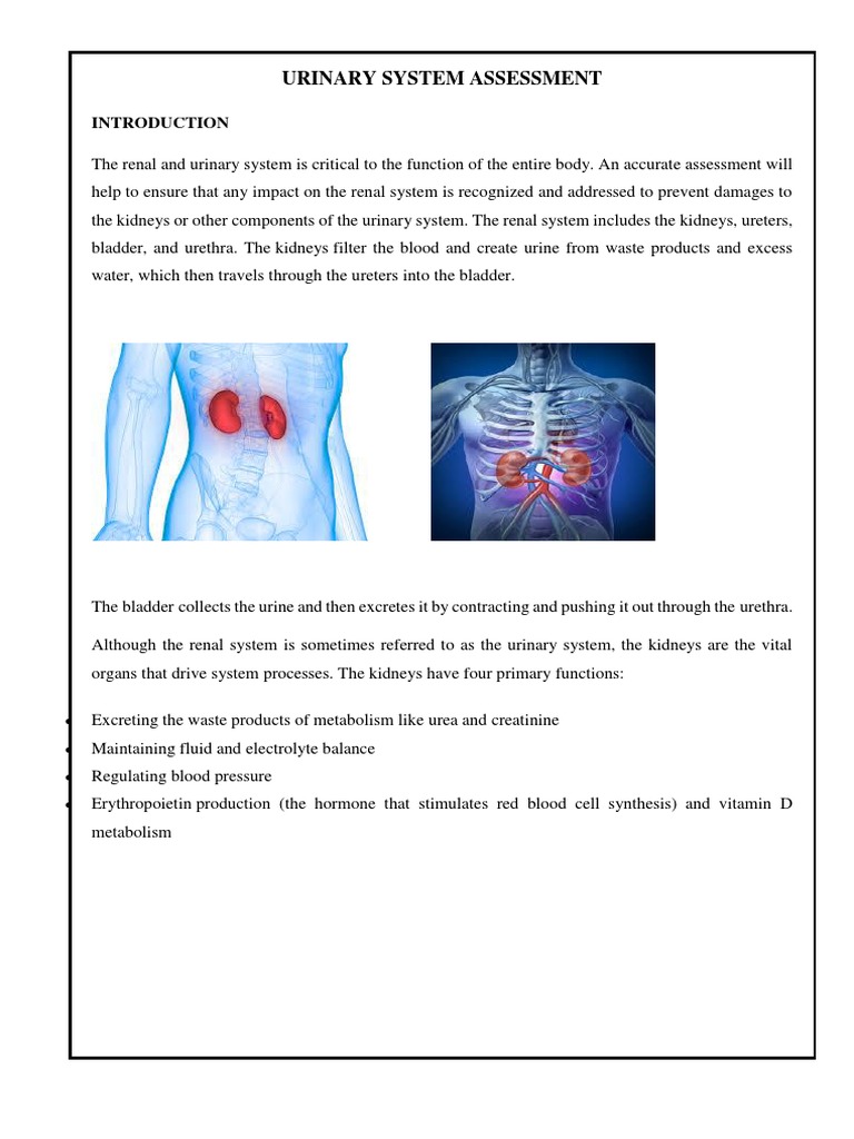 Urinary System Assessment | PDF | Kidney | Urinary Bladder