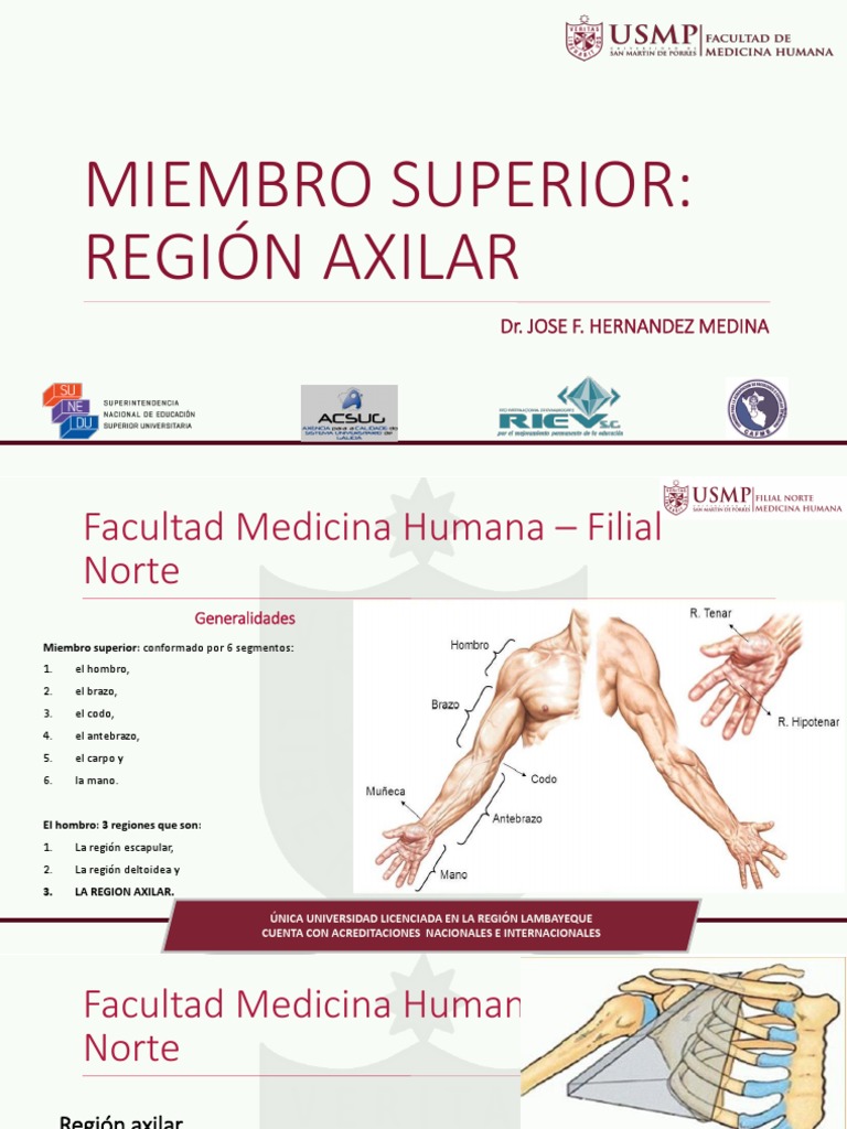 AXILA | Descargar gratis PDF | Extremidades (anatomía) | Anatomía humana