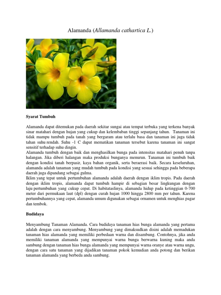 Alamanda | PDF