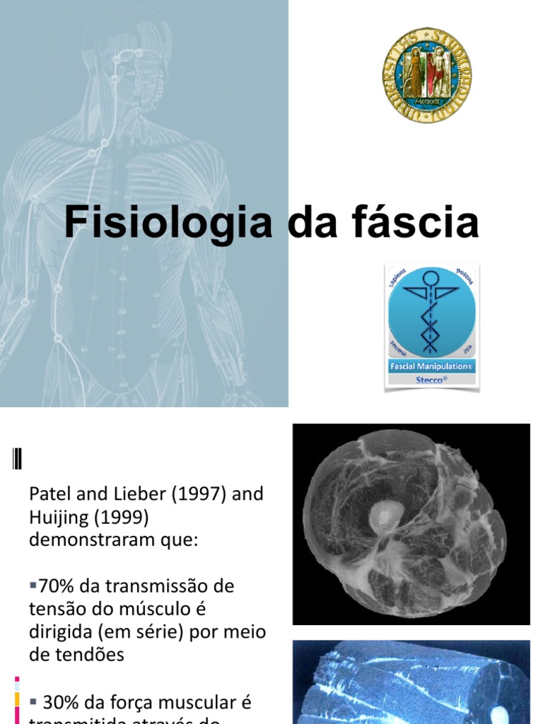 Fisiologia e Função da Fáscia Muscular | PDF | Músculo | Neurônio motor