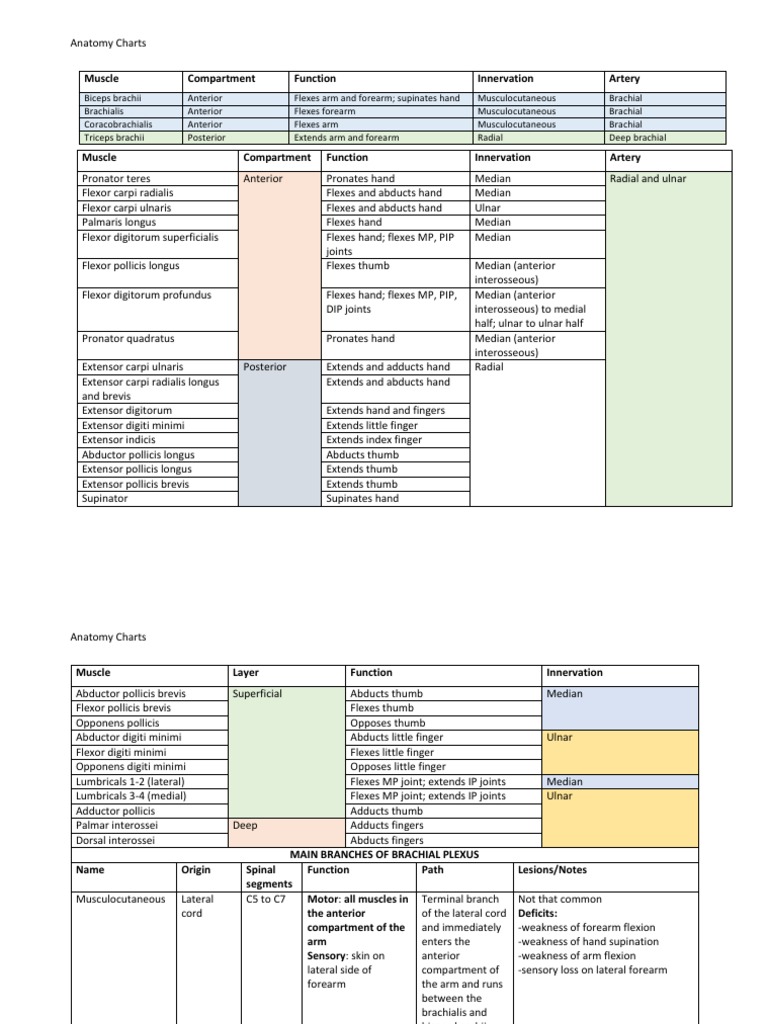 Master Anatomy Chart | PDF | Human Leg | Thumb